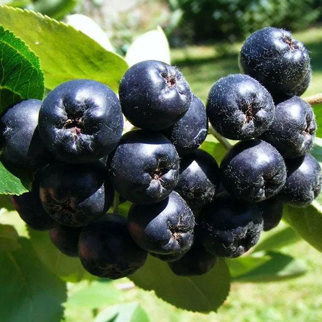 Aronia melanocarpa