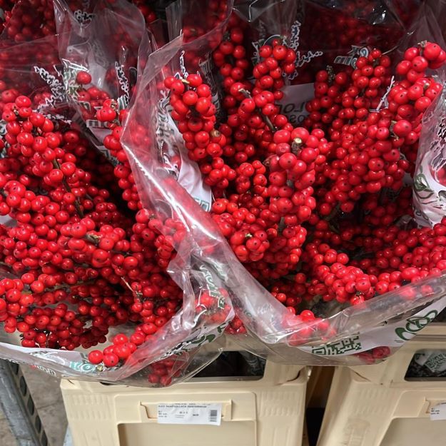 Ilex Red Berry 30 cm