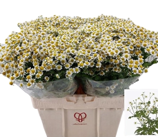 TANACETUM