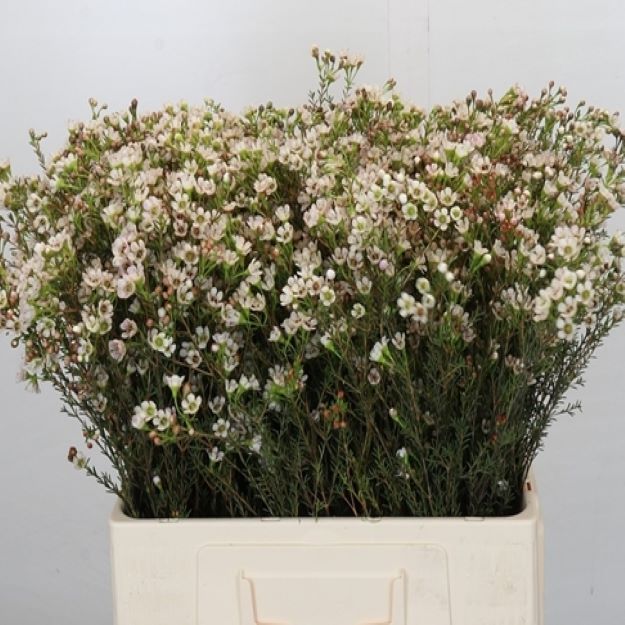 WAXFLOWER BLONDIE