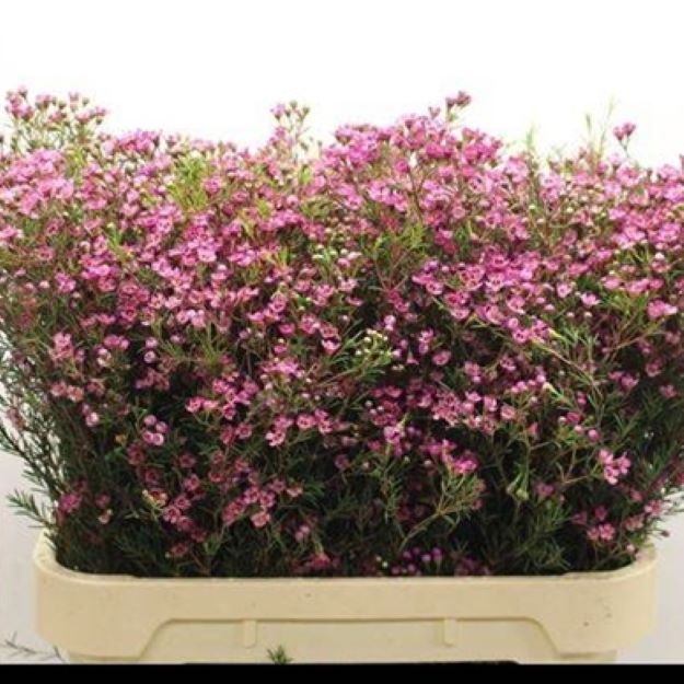 WAXFLOWER UN PRINCE