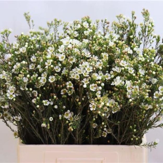 WAXFLOWER WHITE STAR