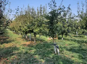 Prodaja Građevinsko zemljište - Pančevo, Karaula