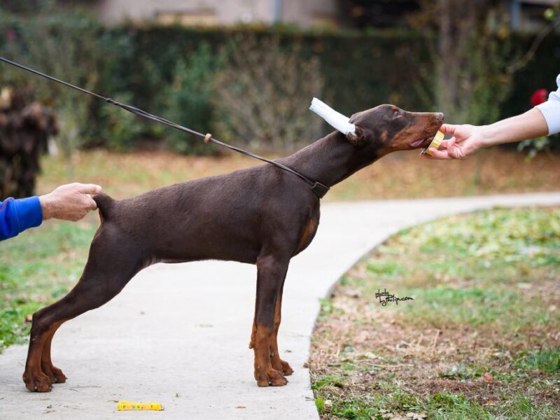 Doberman štenci na prodaju