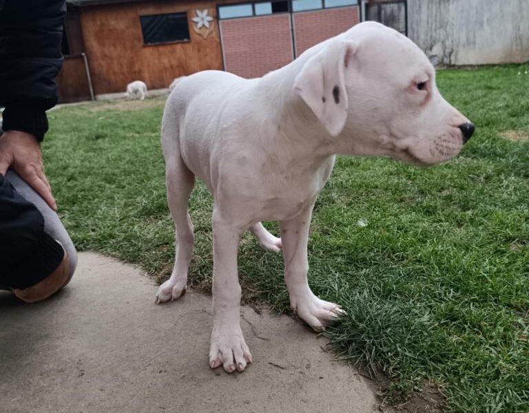 Dogo Argentino štenci