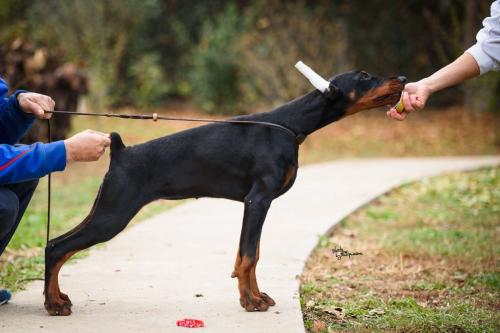 Doberman PRELEPI štenci