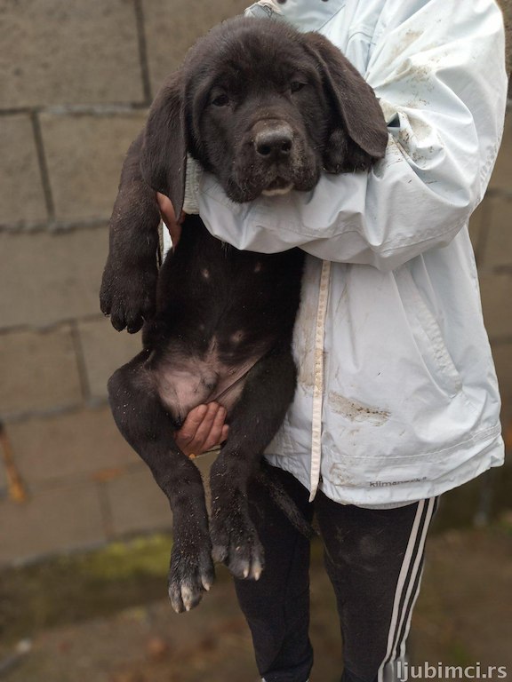 Bandog stenci na prodaju