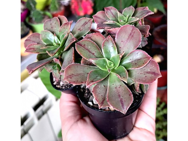 Aeonium `Leucoblepharum`