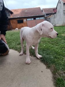 Dogo argentino štenci