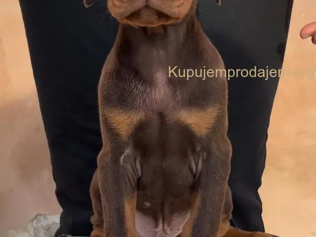 Doberman štenci