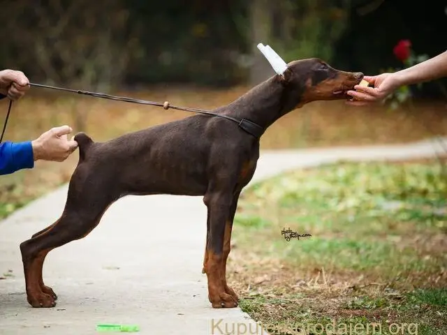 Doberman štenci na prodaju