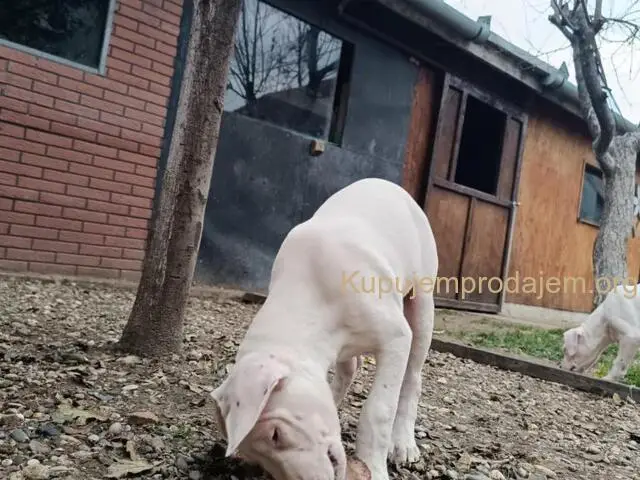 Dogo argentino štenci