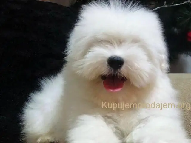 Coton de Tulear stenci