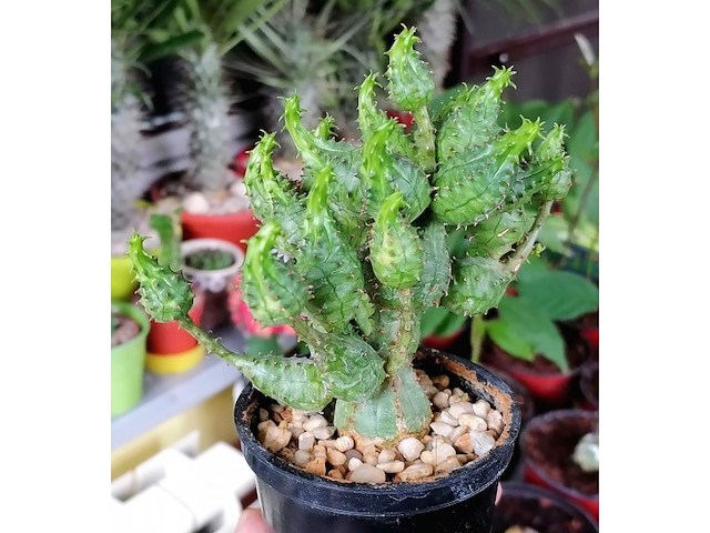 Euphorbia globosa