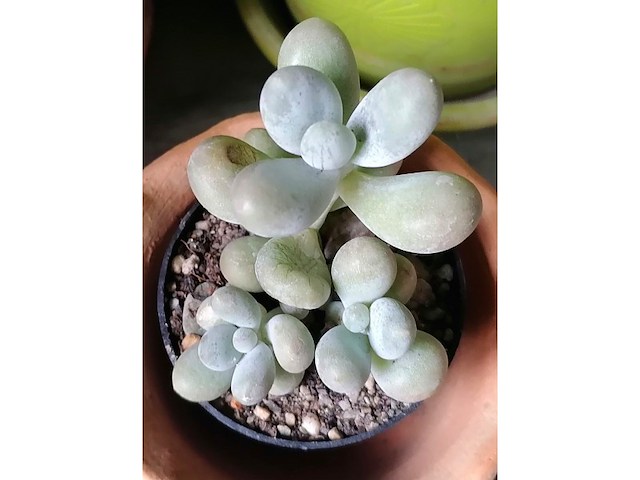 Pachyphytum oviferum