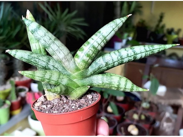 Sanseveria cylindrica `Boncel`