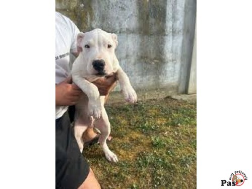 Dogo argentino