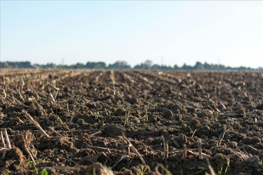 Šimanovci, plac pored auto puta 1,6 ha,deljiv