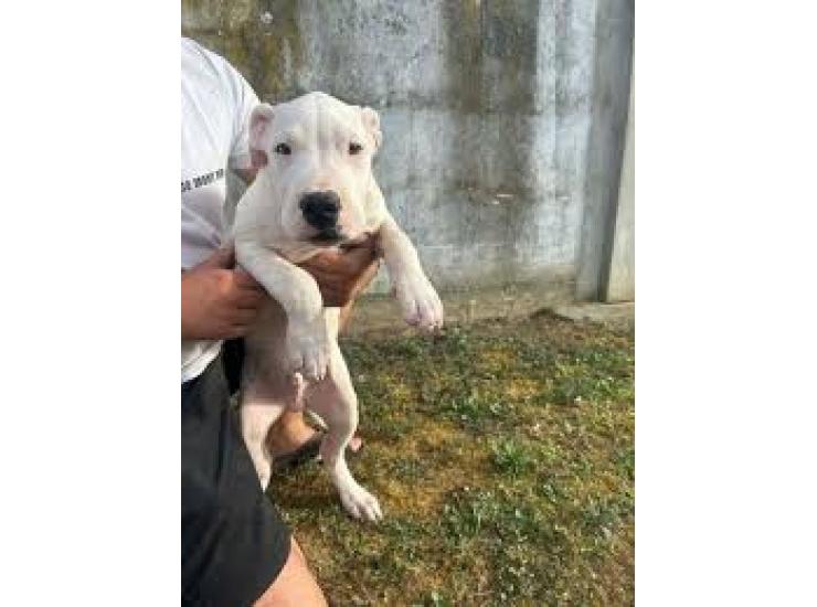 Dogo argentino