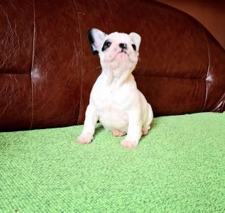 Francuski Buldog PRELEPI štenci