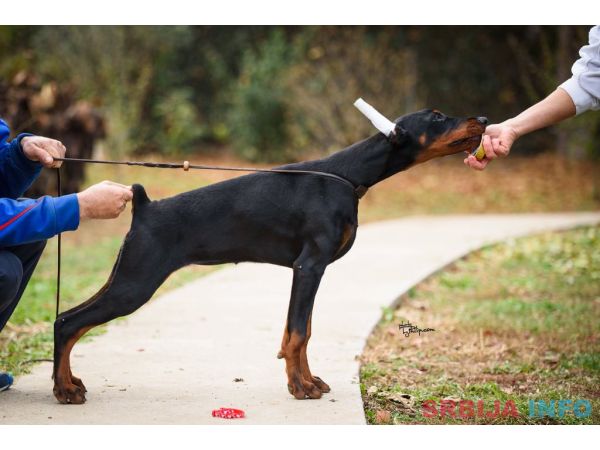 Doberman štenci na prodaju