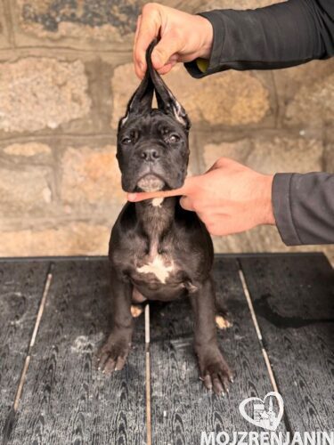 Cane Corso štenci