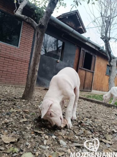 Dogo argentino štenci