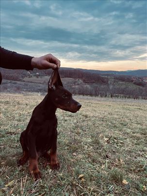 Doberman, štene