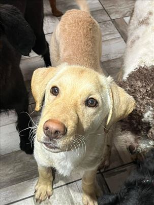 Meet This Handsome Labrador Mix!