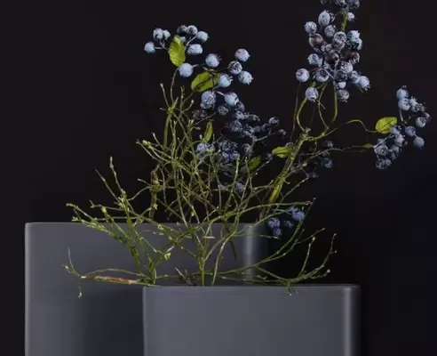 /Grana borovnica 50cm 66464444