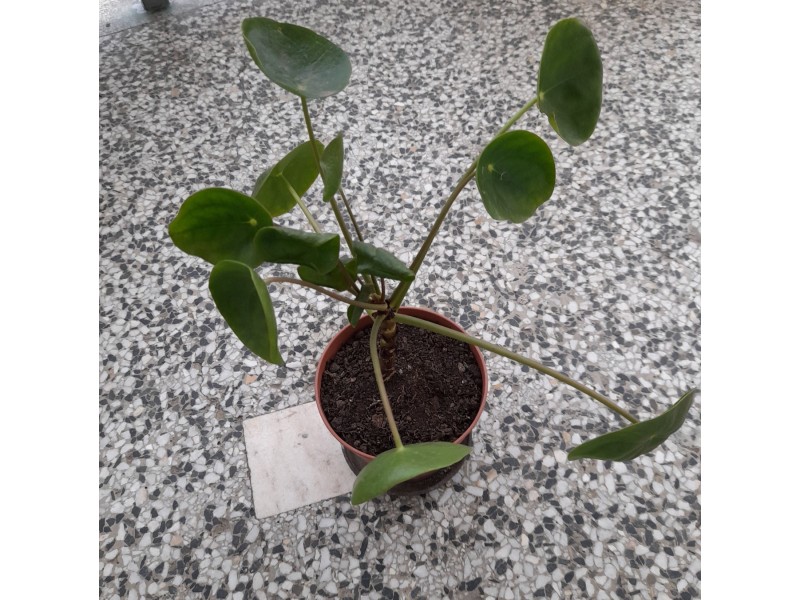 Peperomia Kineski Dolar