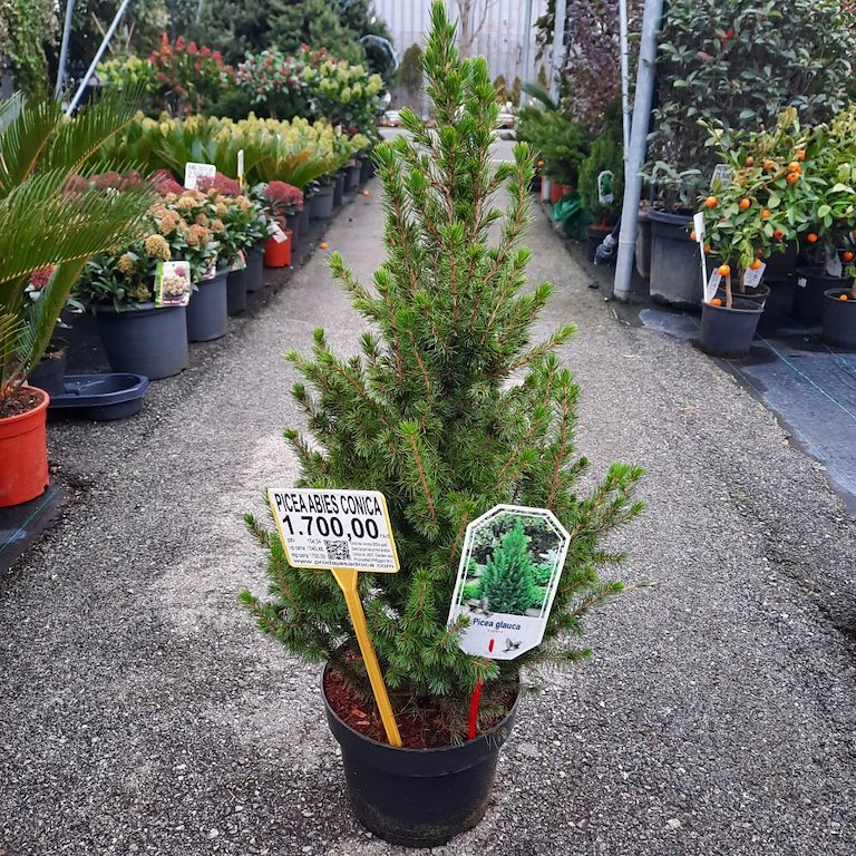 Picea conica Perfecta 60 cm