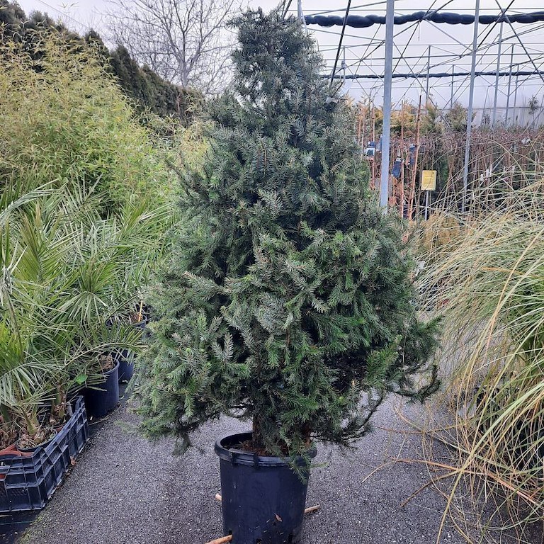 Picea omorika 180 cm