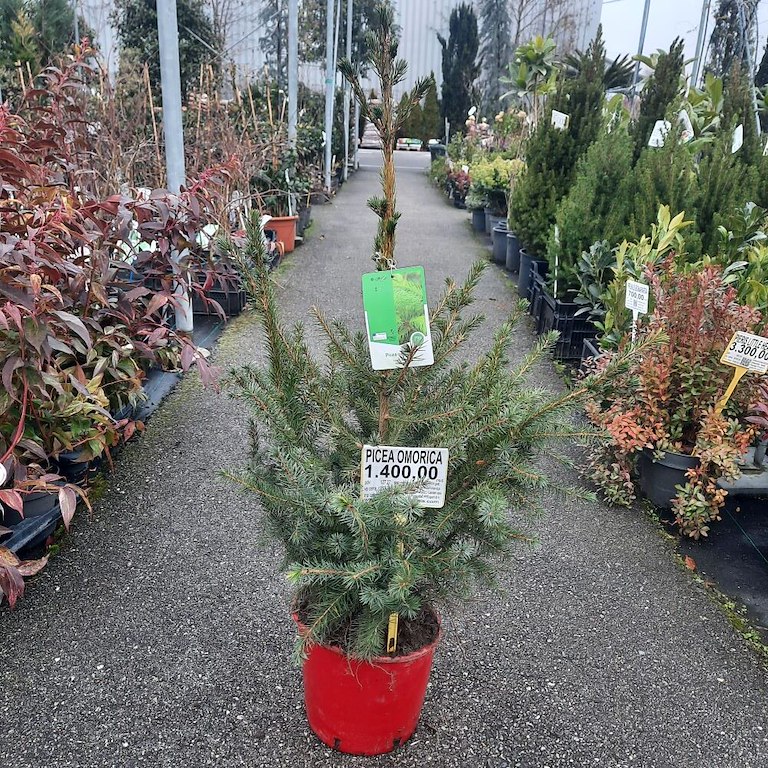 Picea omorika 75 cm