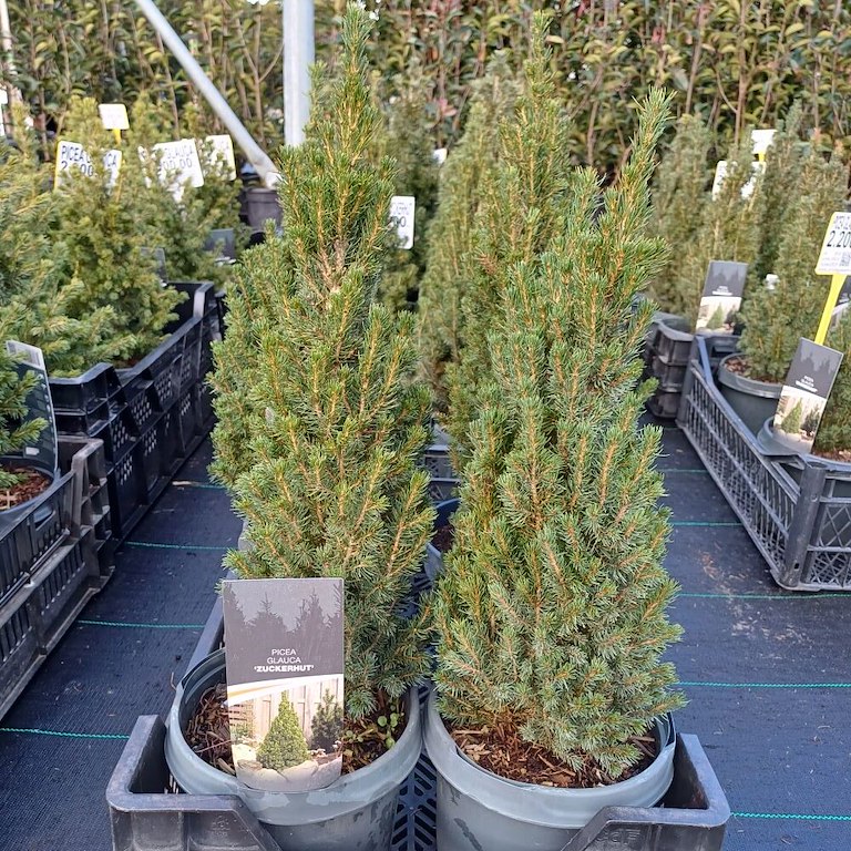 Picea glauca ‘Zuckerhut’ 40 cm