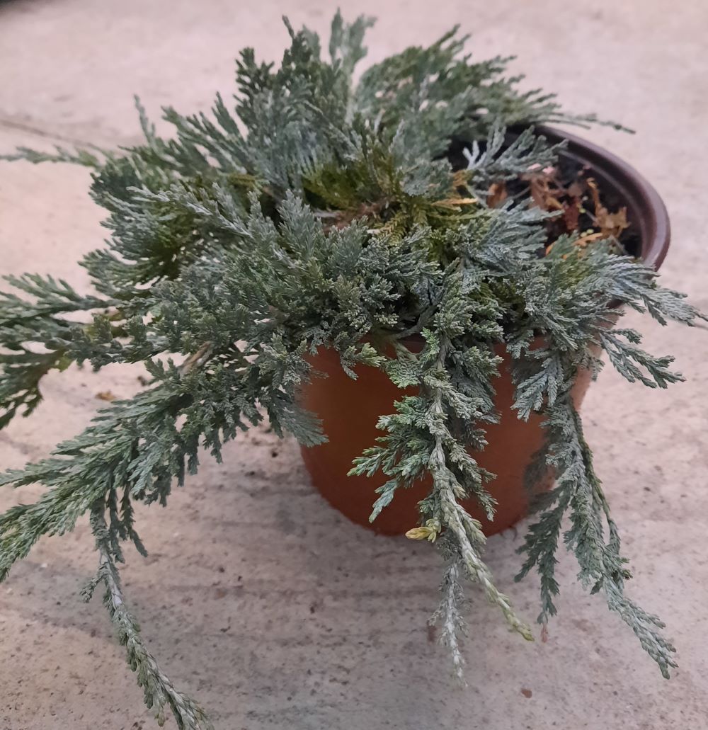 Juniperus Wiltonii 20-30 cm