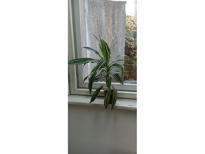 Sobna biljka DRACENA