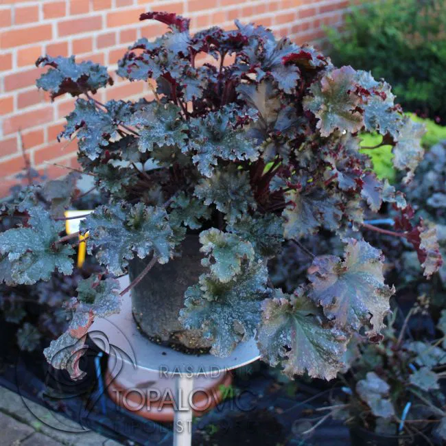 Heuchera Black Taffeta