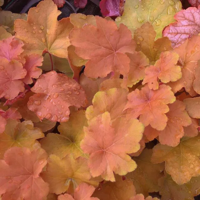 Heuchera Caramel