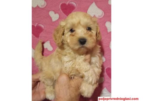 MALTIPOO stenad