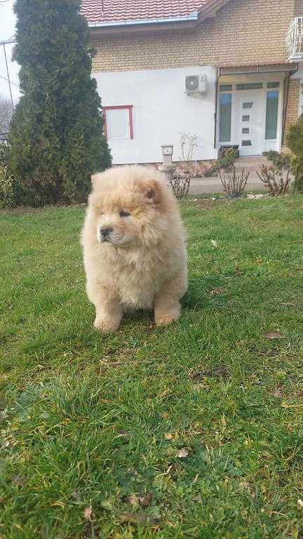 Cau cau Chow chow stenad Najlepsi pokon za novogodisnje praznike