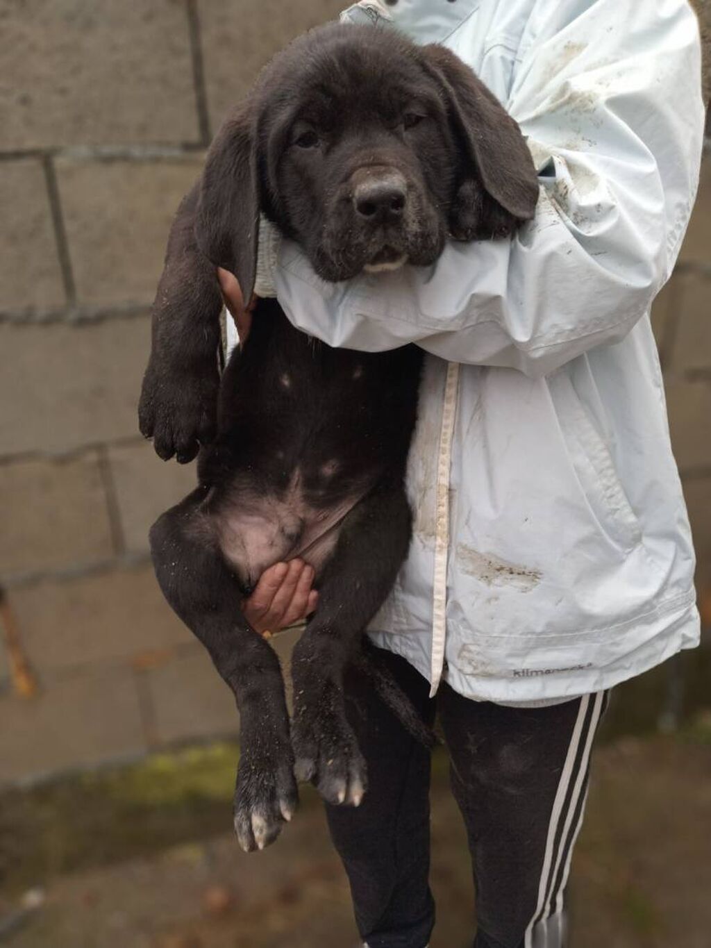 Na prodaju Ekskluzivni štenci Bully Kutta x Kangal Oštenjeni 24