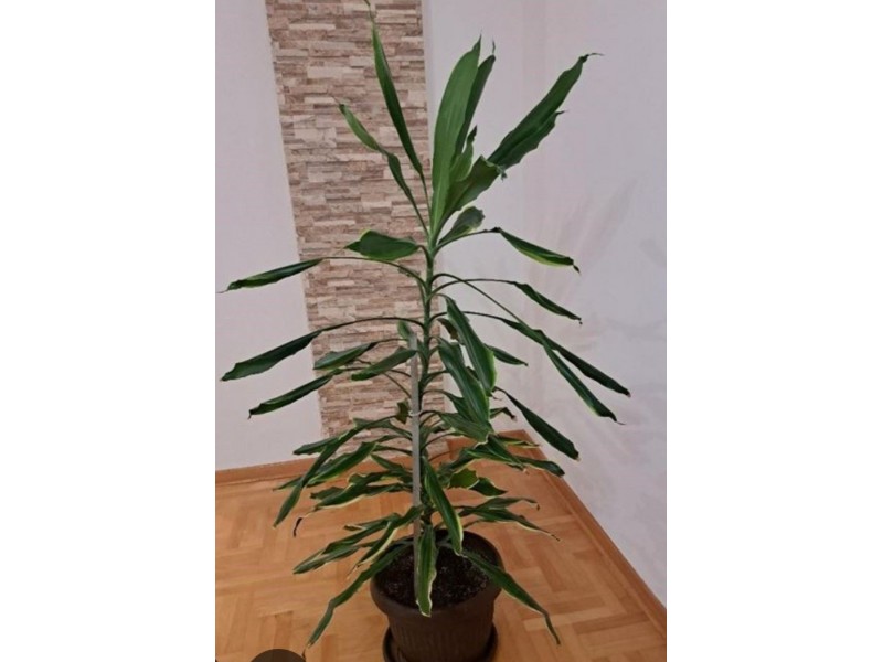 DRACENA SOBNI KUKURUZ