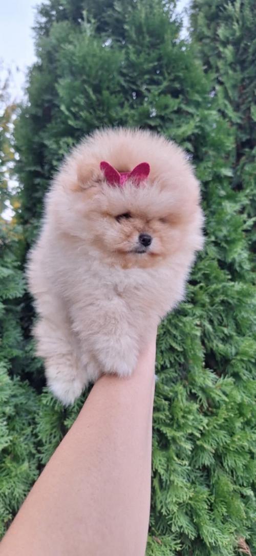 Pomeranac