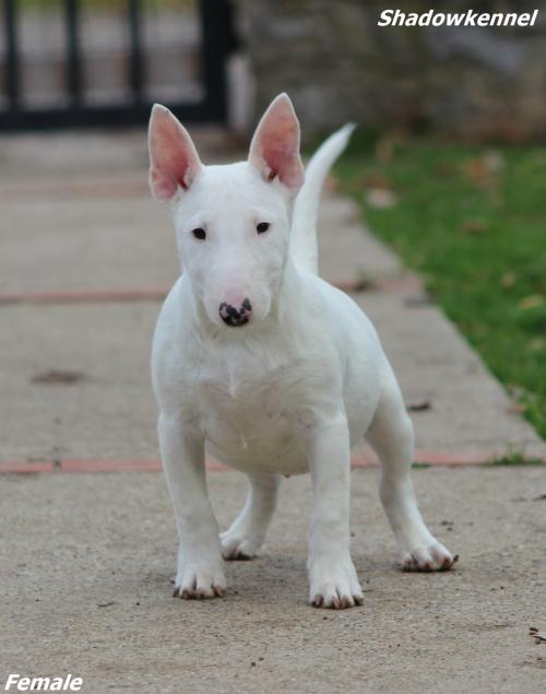 Mini Bull Terijer štenci