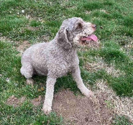 Lagotto romagnolo - pas na poklon