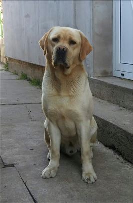 Labrador retriver - parenje