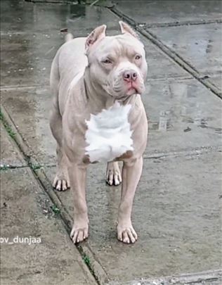 Pit bull Exotic lilac - parenje