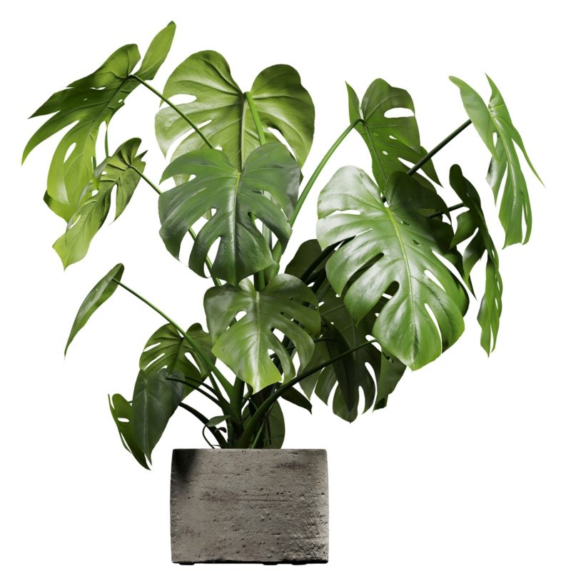 Monstera velika