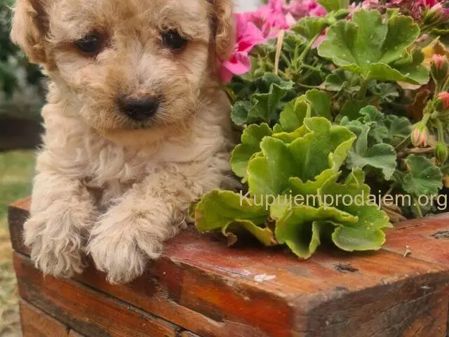 Labradoodle prelepi štenci